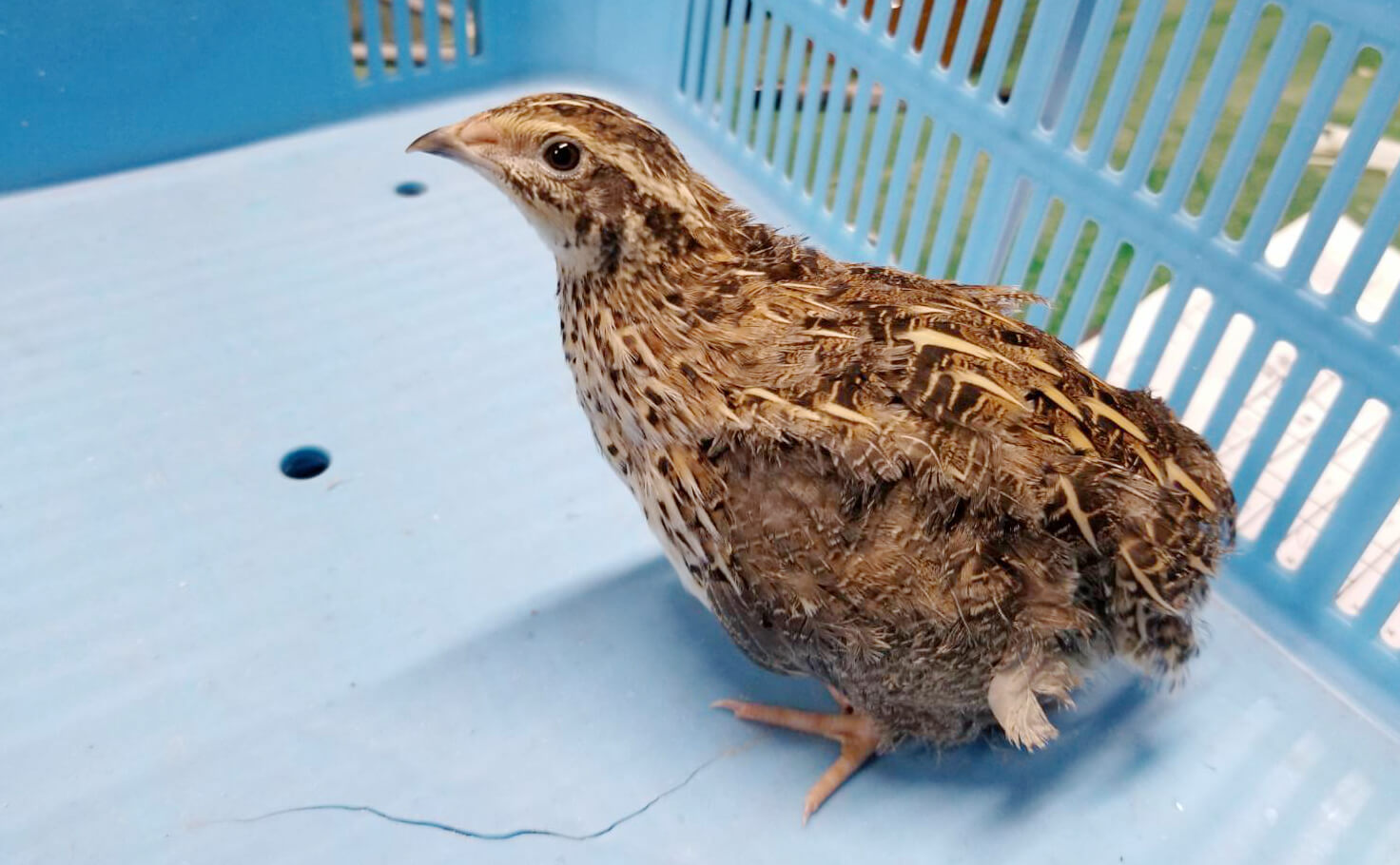 うずらの卵のトリプル百科 | うずら.com