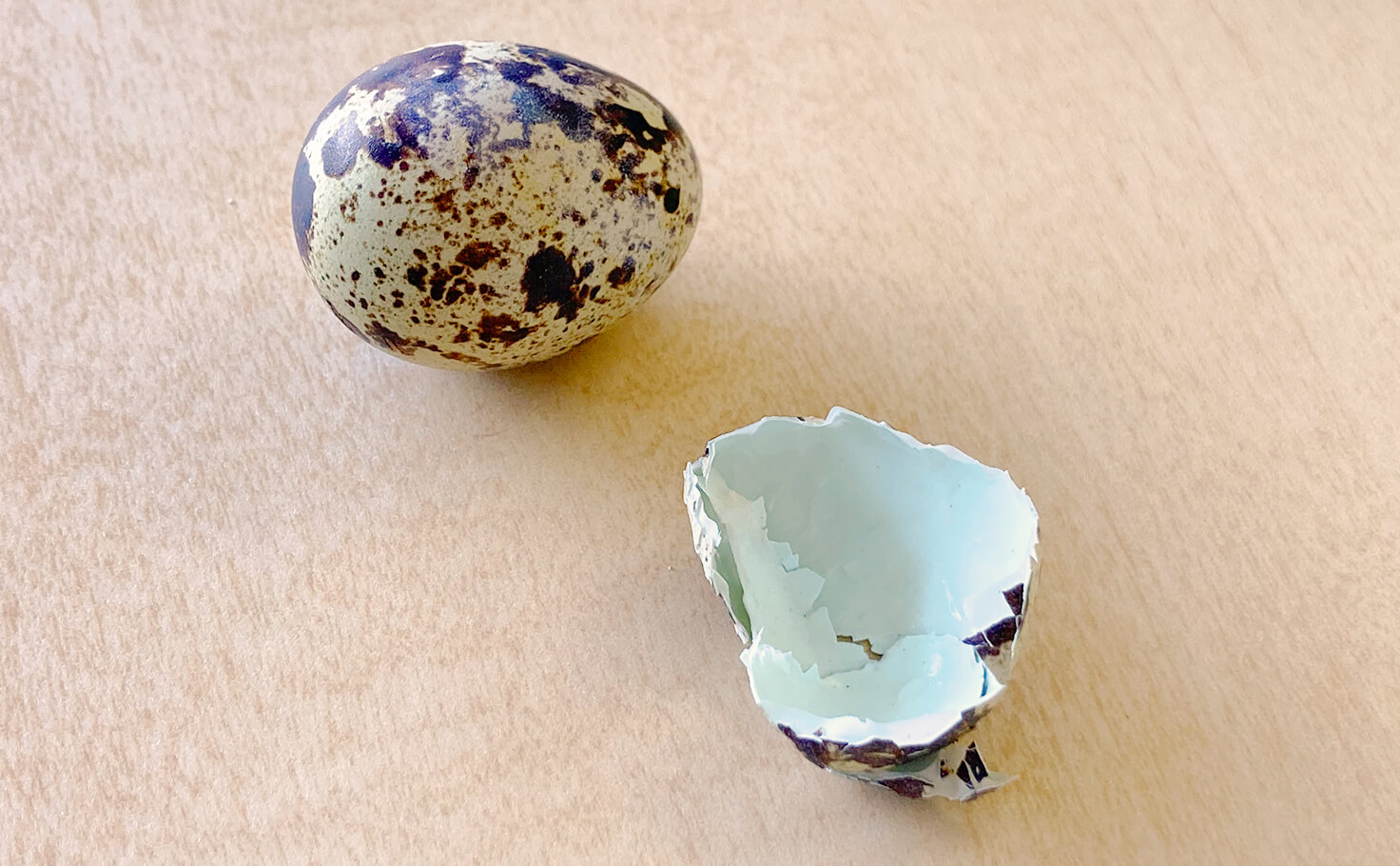 うずらの卵のトリプル百科 | うずら.com